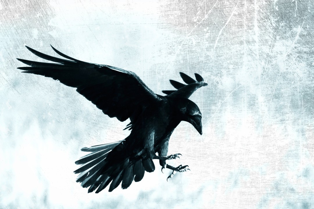 King of the Crows – Jeff Coleman Writes